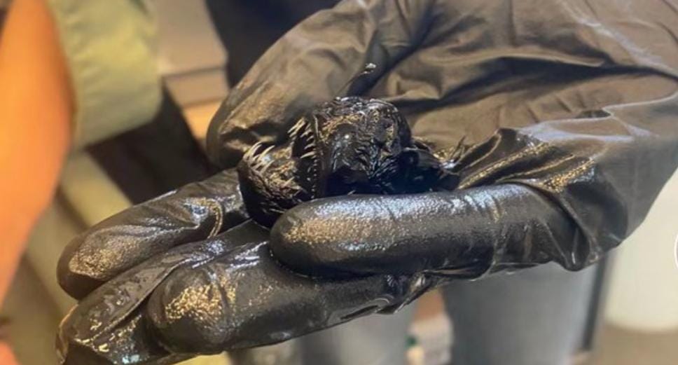 Revelan el tamaño del pez diablo negro que fascinó al mundo: Medía tan ...